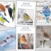 WINTER BIRDS Unit Study, Life Cycle, Anatomy, Nature Study, Science ...