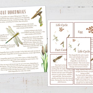 DRAGONFLY Unit Study, Life Cycle, Anatomy, Nature Study, Science ...