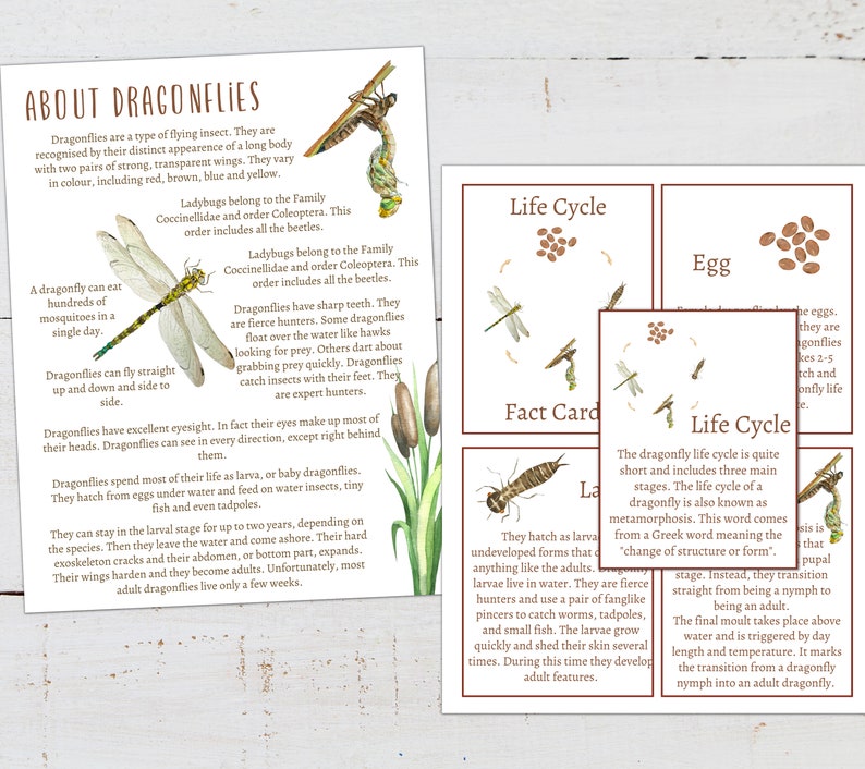 DRAGONFLY Unit Study, Life Cycle, Anatomy, Nature Study, Science ...