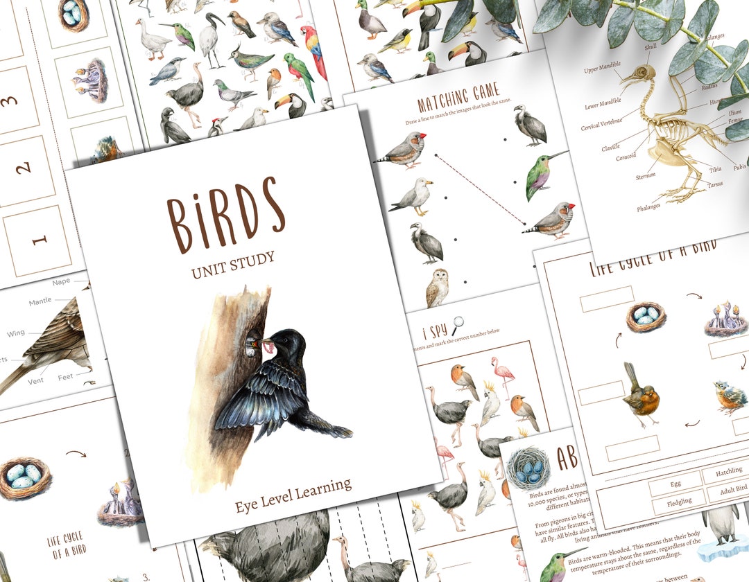 BIRD Unit Study, Life Cycle, Anatomy, Nature Study, Science, Homeschool ...