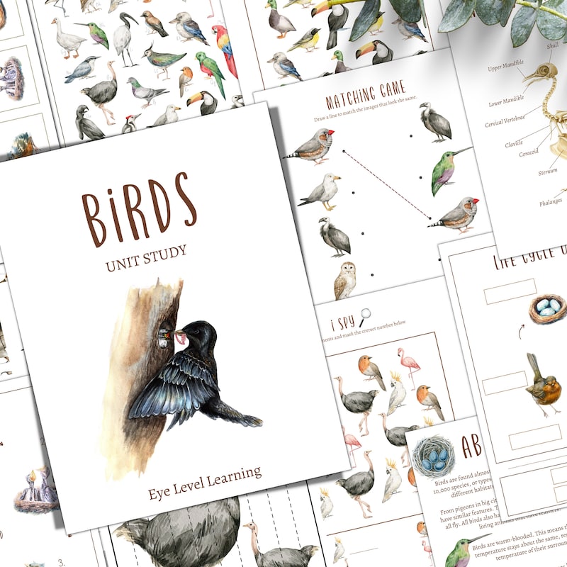 Bird Study - Etsy