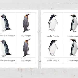 PENGUINS Mini Poster + 3-part Cards, 18 Penguins, Homeschool ...