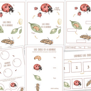LADYBUG Unit Study, Life Cycle, Anatomy, Nature Study, Science ...