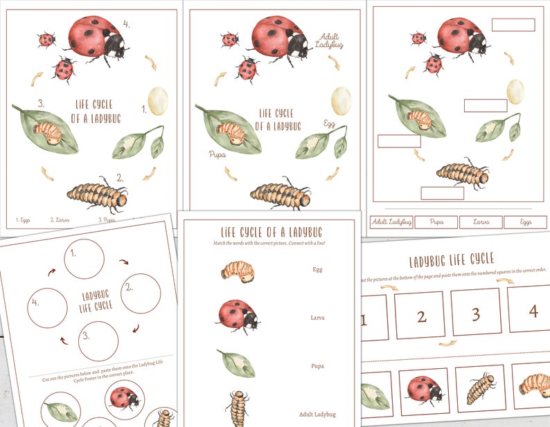 LADYBUG Unit Study Life Cycle Anatomy Nature Study - Etsy
