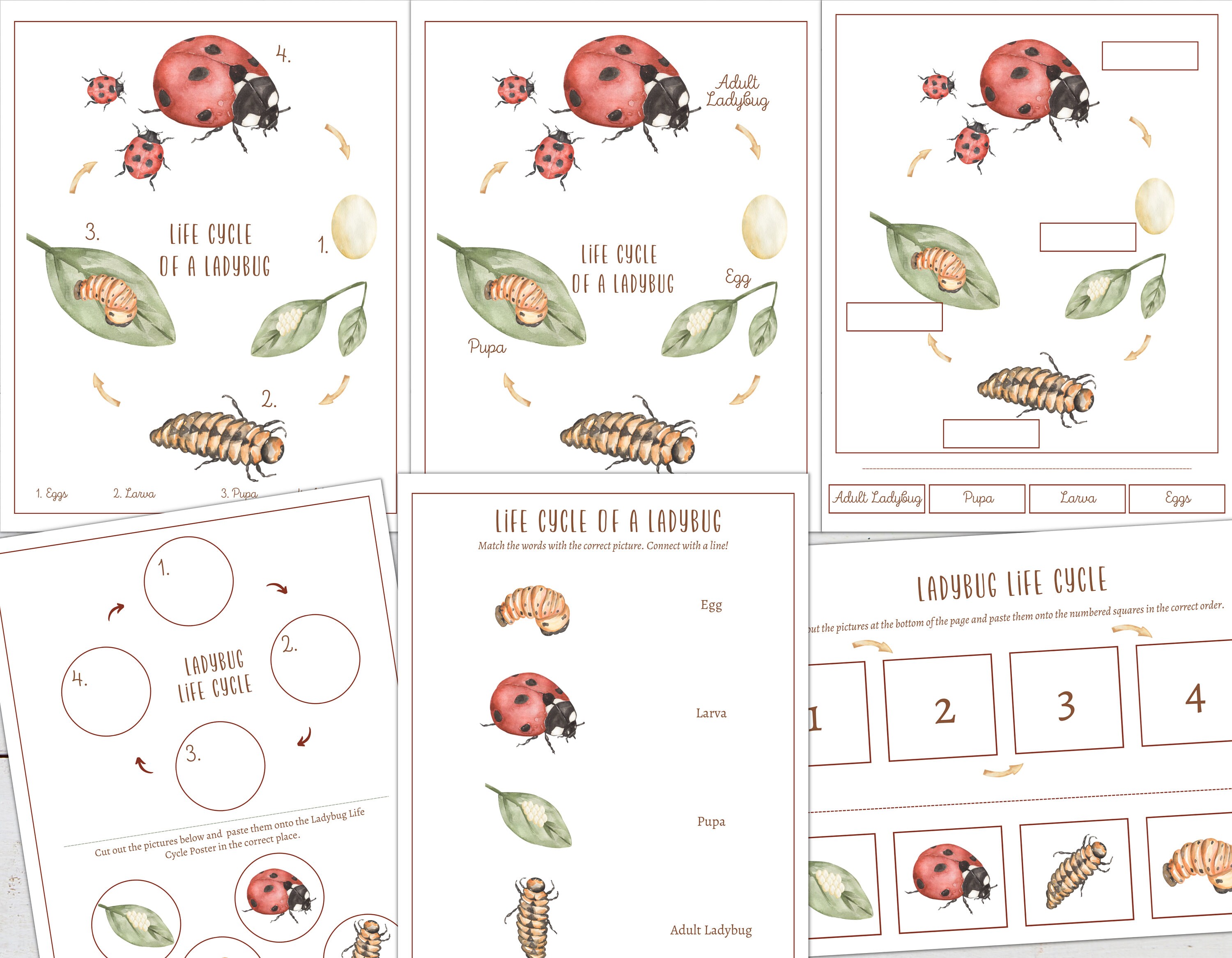 LADYBUG Unit Study, Life Cycle, Anatomy, Nature Study, Science ...