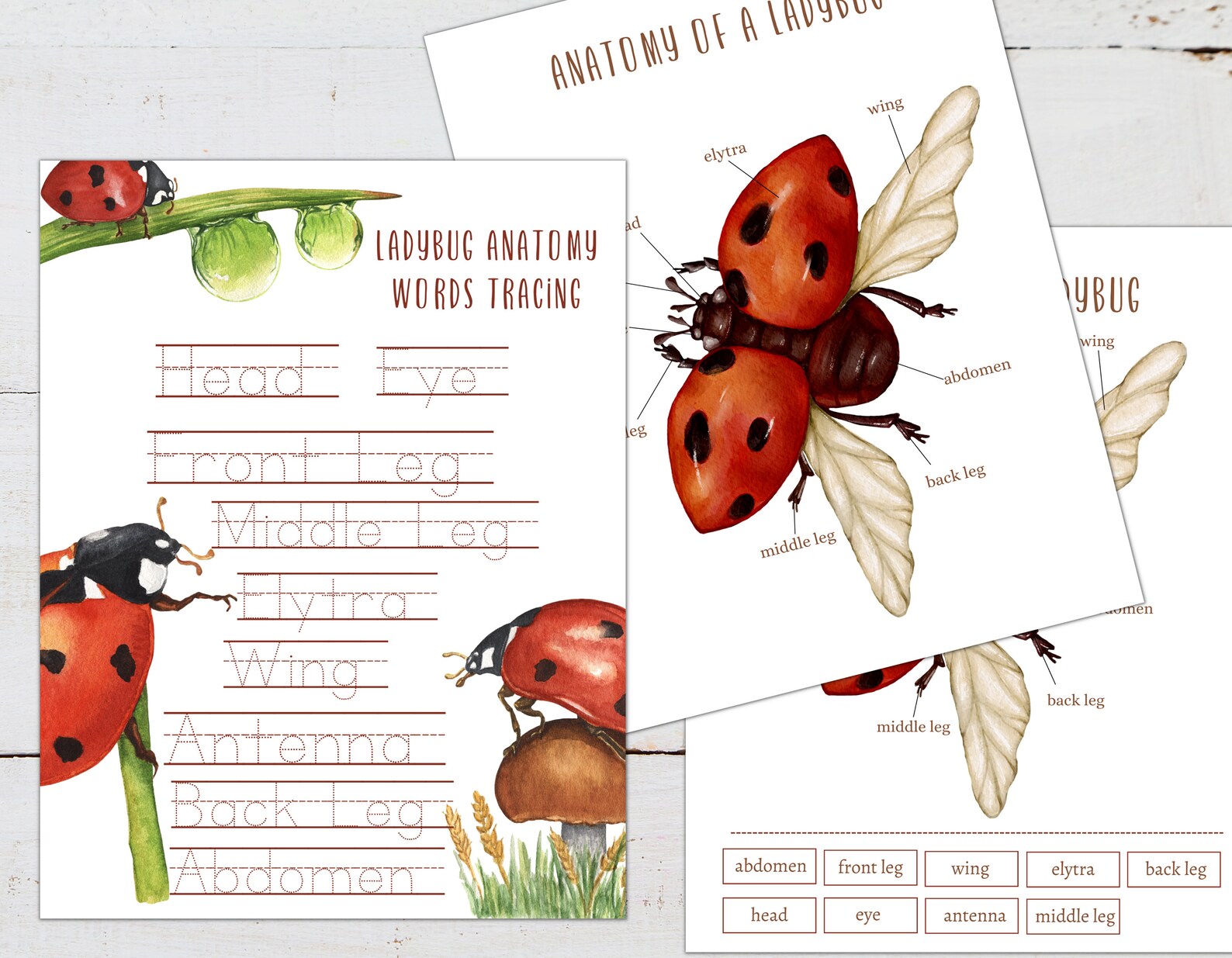 INSECTS BUNDLE, Bees, Ants, Ladybug, Butterflies Unit Studies ...