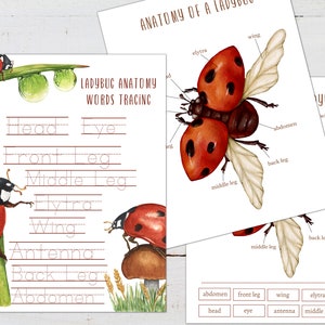 INSECTS BUNDLE, Bees, Ants, Ladybug, Butterflies Unit Studies ...