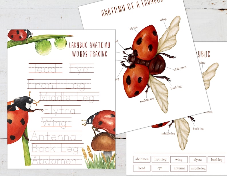 INSECTS BUNDLE Bees Ants Ladybug Butterflies Unit Studies - Etsy