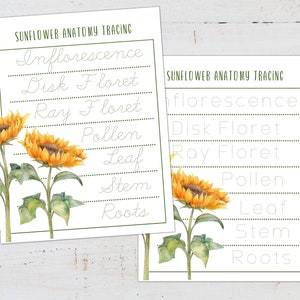 SUNFLOWER Anatomy Poster, Labeling and Tracing Activity, Homeschool ...