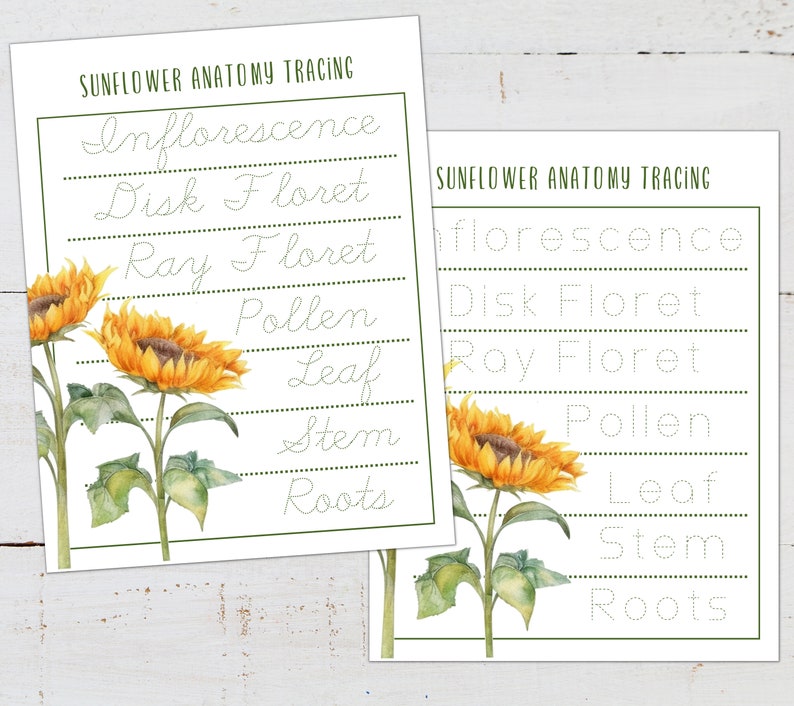 SUNFLOWER Anatomy Poster, Labeling and Tracing Activity, Homeschool ...