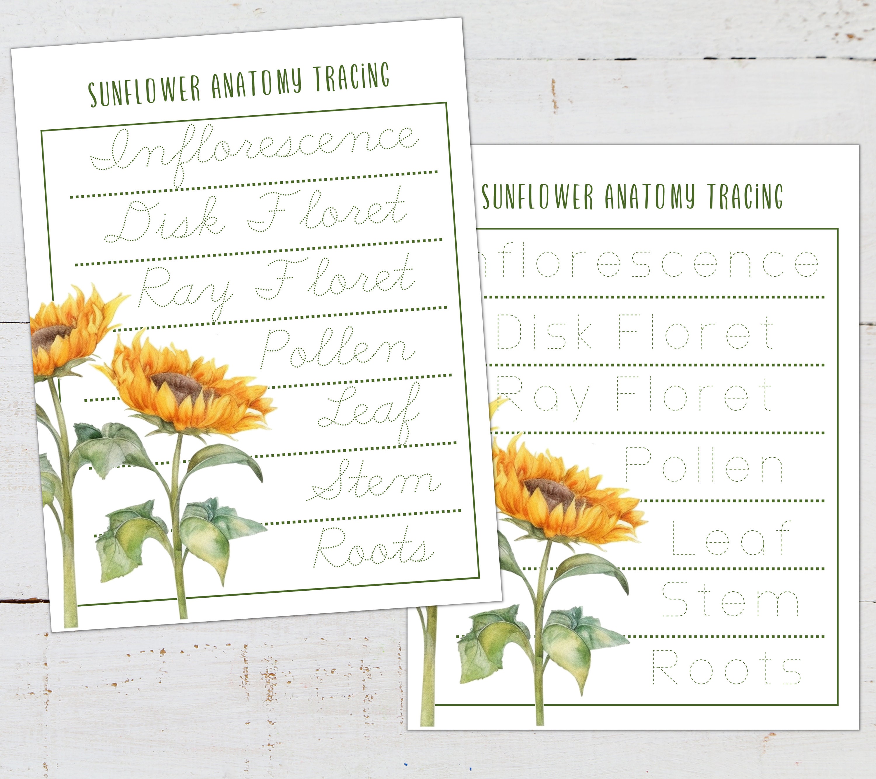 SUNFLOWER Anatomy Poster, Labeling and Tracing Activity, Homeschool ...