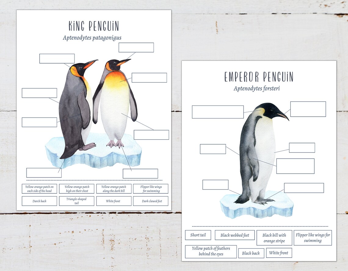 PENGUINS Anatomy Posters and Labeling Activity, Homeschool, Montessori ...