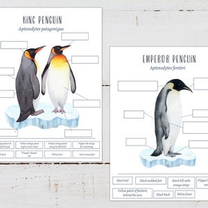 PENGUINS Anatomy Posters and Labeling Activity, Homeschool, Montessori ...
