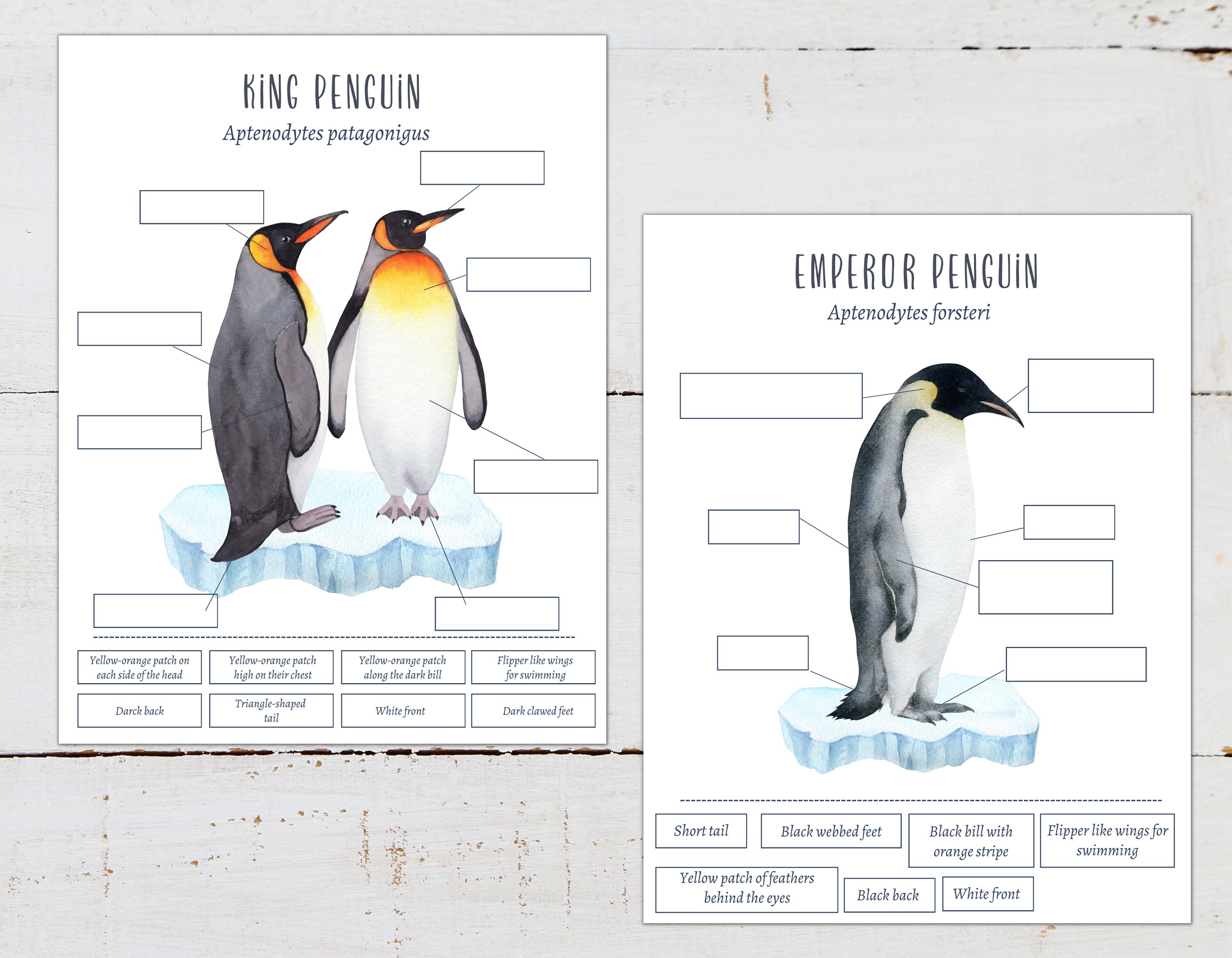 PENGUINS Anatomy Posters and Labeling Activity, Homeschool, Montessori ...