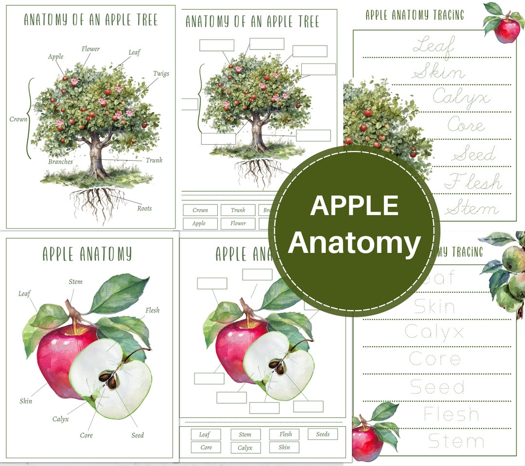 APPLE Anatomy Posters, Labeling and Tracing Activity, Homeschool ...