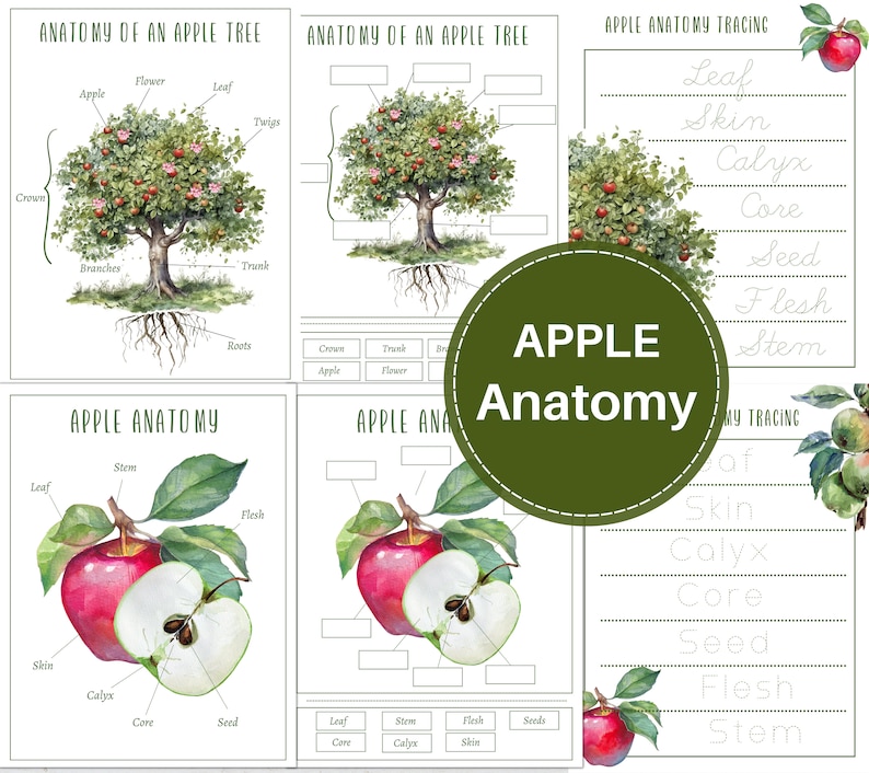 APPLE Anatomy Posters, Labeling and Tracing Activity, Homeschool ...