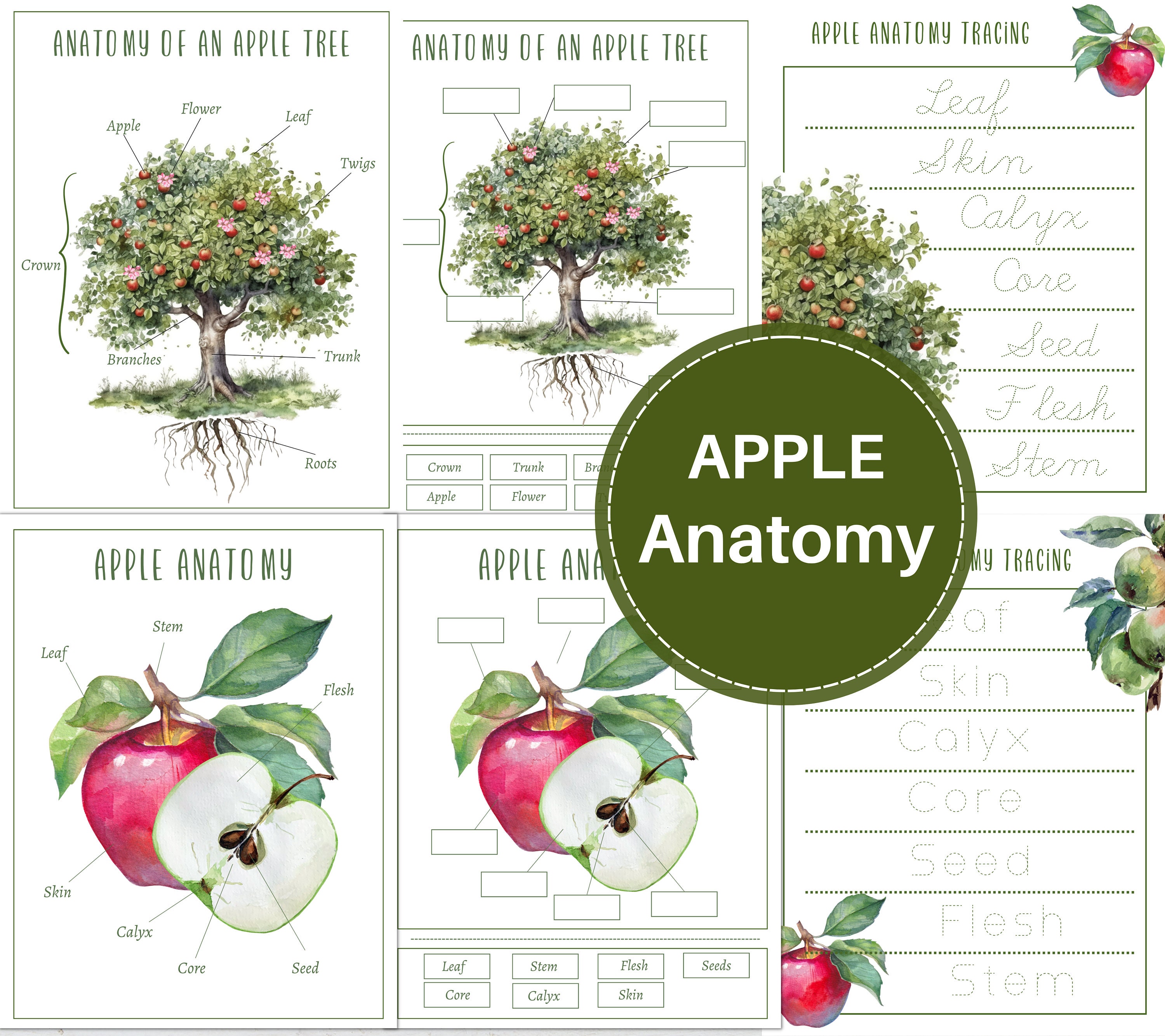 APPLE Anatomy Posters, Labeling and Tracing Activity, Homeschool ...