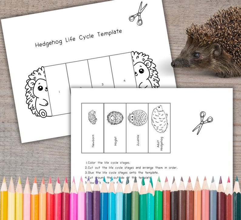 Hedgehog Life Cycle Foldable Template, Kids' Science Craft, A4 and 11x8 ...