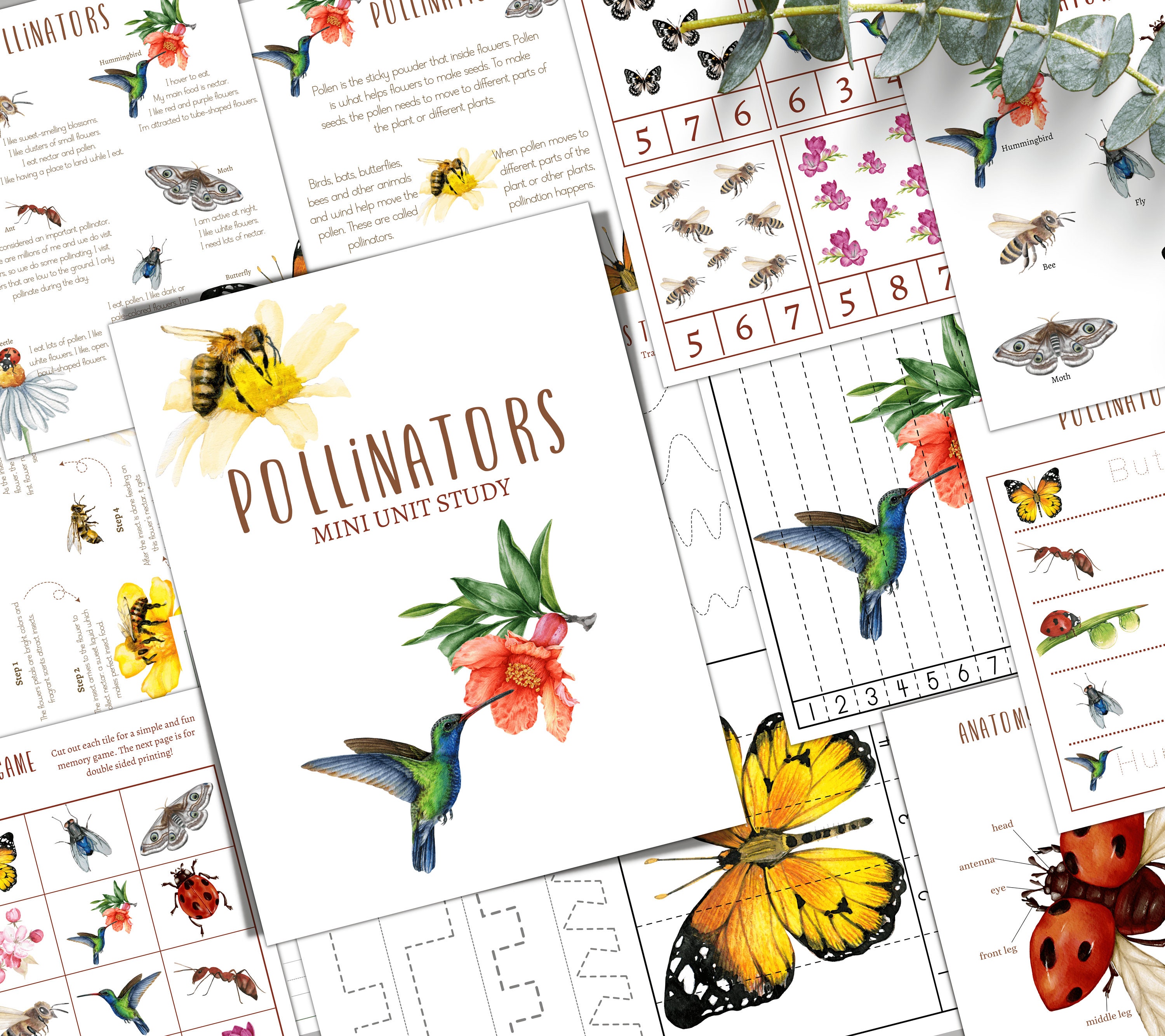 POLLINATOR Unit Study Anatomy Nature Study Science - Etsy Australia