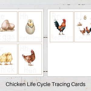 CHICKEN Mini Unit Study, Life Cycle, Anatomy, Nature Study, Science ...
