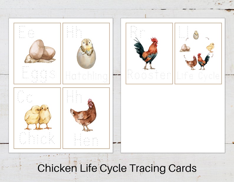 CHICKEN Mini Unit Study Life Cycle Anatomy Nature Study - Etsy