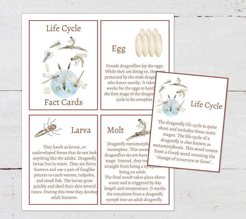 DRAGONFLY Life Cycle, Nature Study, Science, Homeschool, Montessori ...