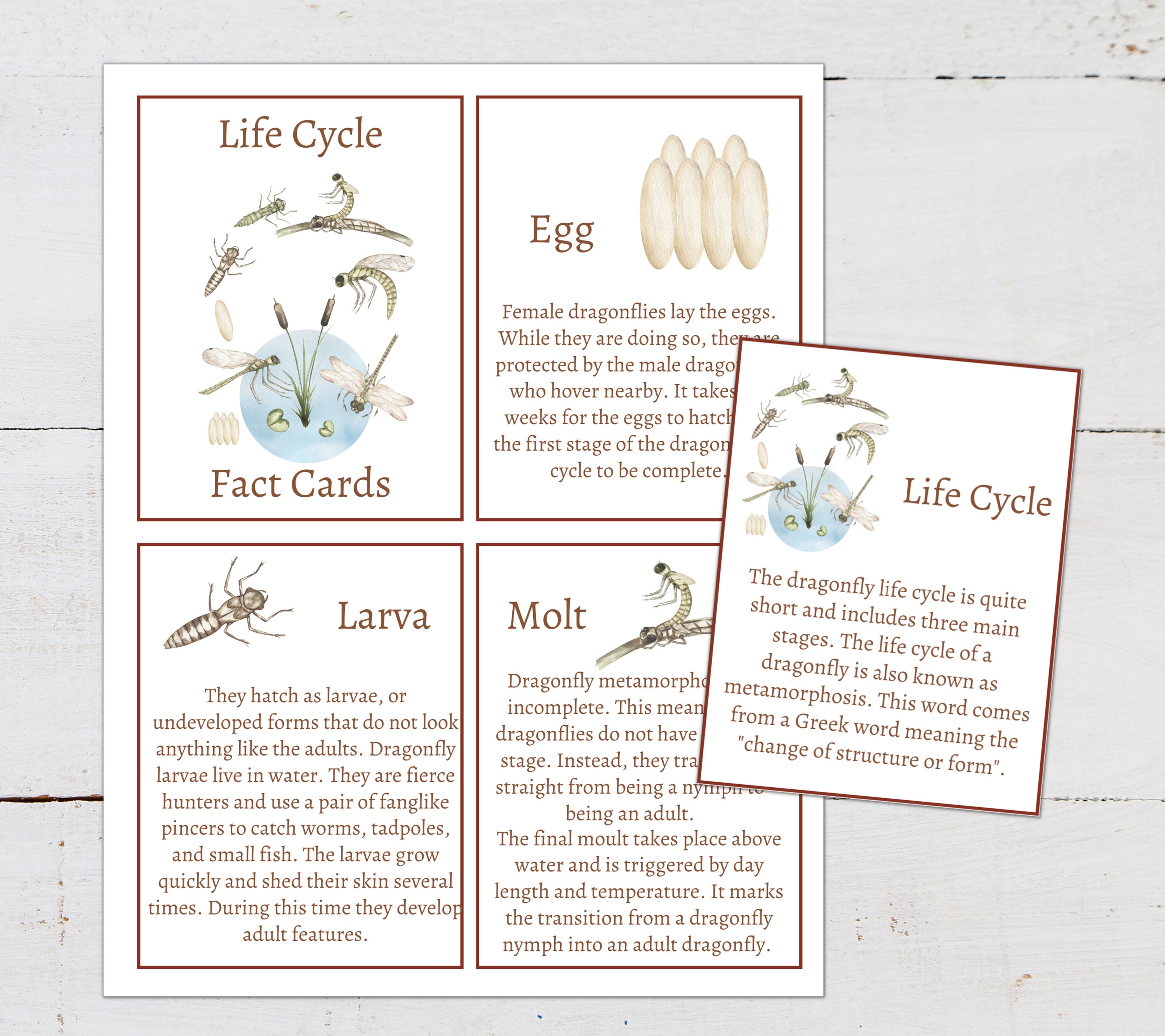 DRAGONFLY Life Cycle, Nature Study, Science, Homeschool, Montessori ...
