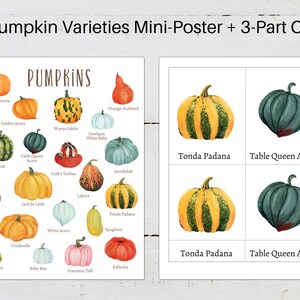 PUMPKIN Mini Unit Study, Life Cycle, Anatomy, Nature Study, Science ...