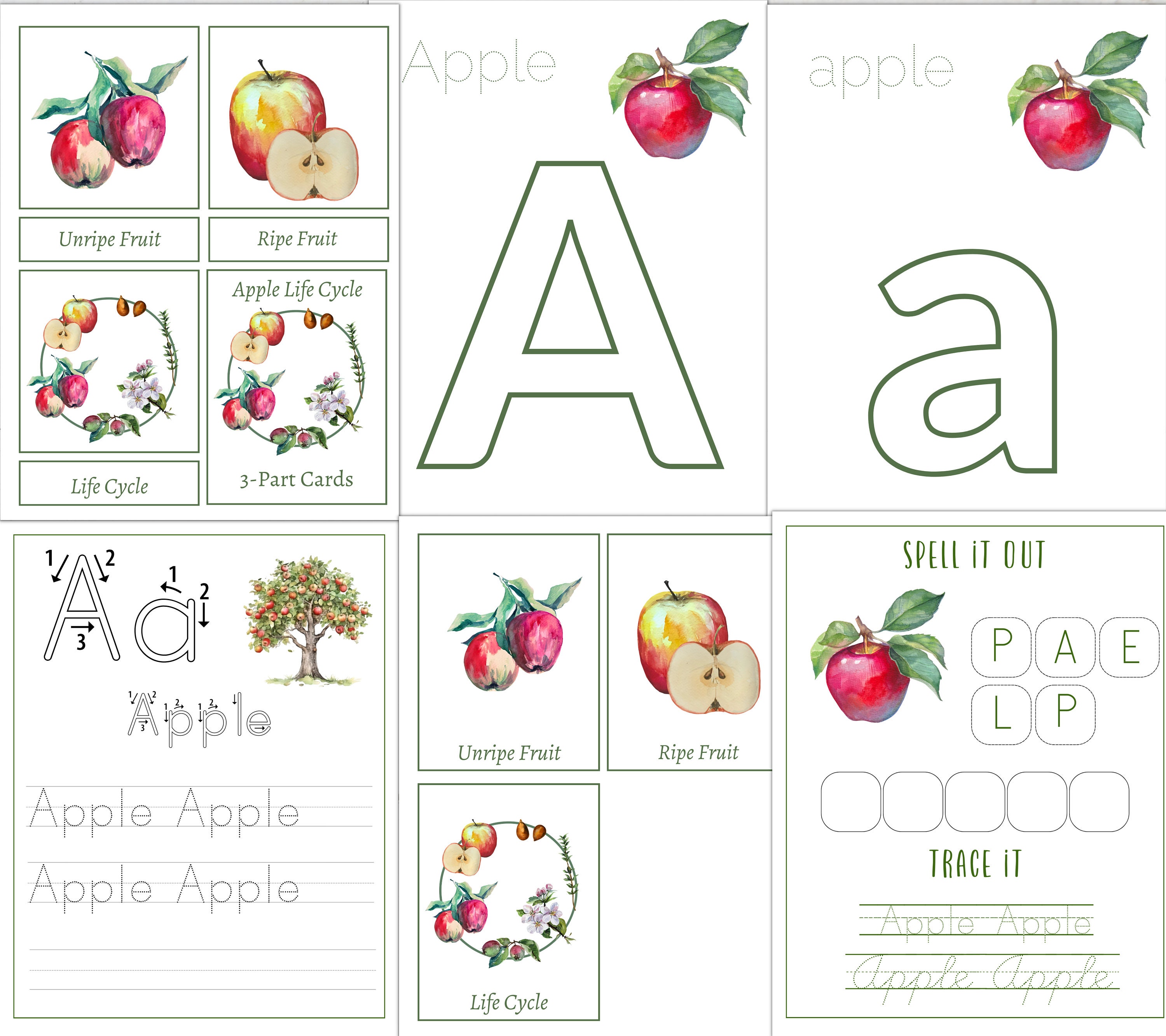 APPLE Unit Study, Life Cycle, Anatomy, Nature Study, Science ...