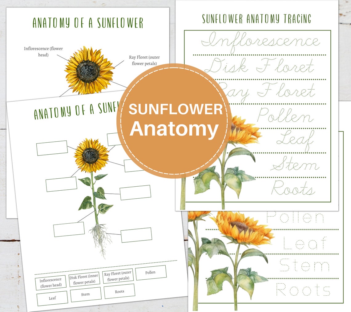 SUNFLOWER Anatomy Poster, Labeling and Tracing Activity, Homeschool ...