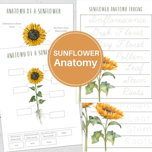 SUNFLOWER Anatomy Poster, Labeling and Tracing Activity, Homeschool ...