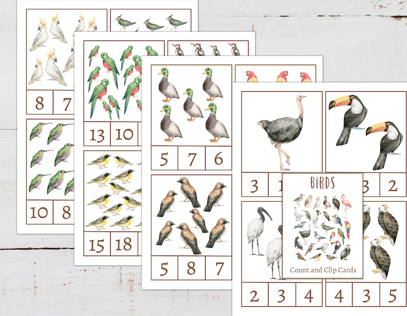 BIRD Unit Study, Life Cycle, Anatomy, Nature Study, Science, Homeschool ...