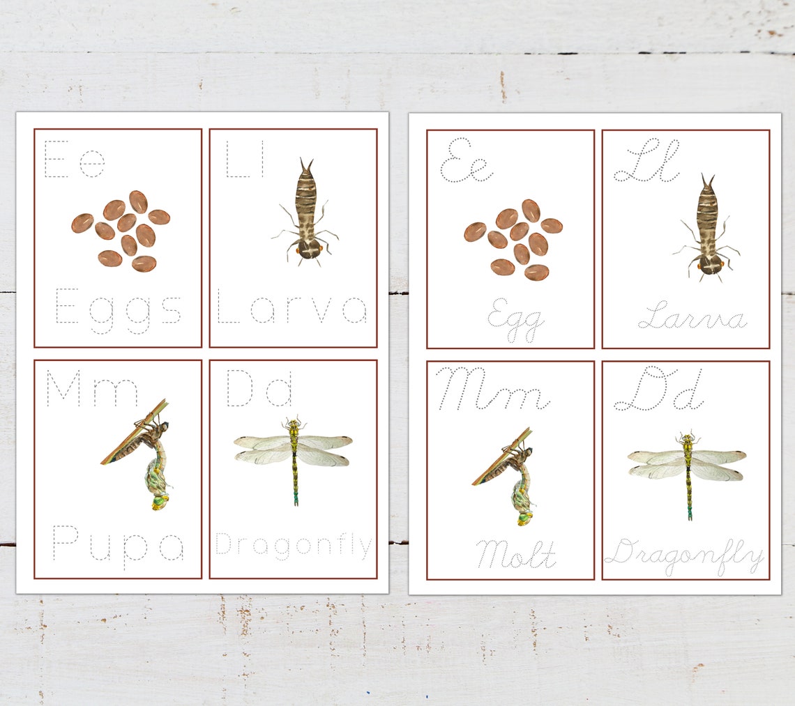 DRAGONFLY Unit Study, Life Cycle, Anatomy, Nature Study, Science ...