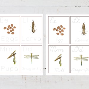 DRAGONFLY Unit Study, Life Cycle, Anatomy, Nature Study, Science ...