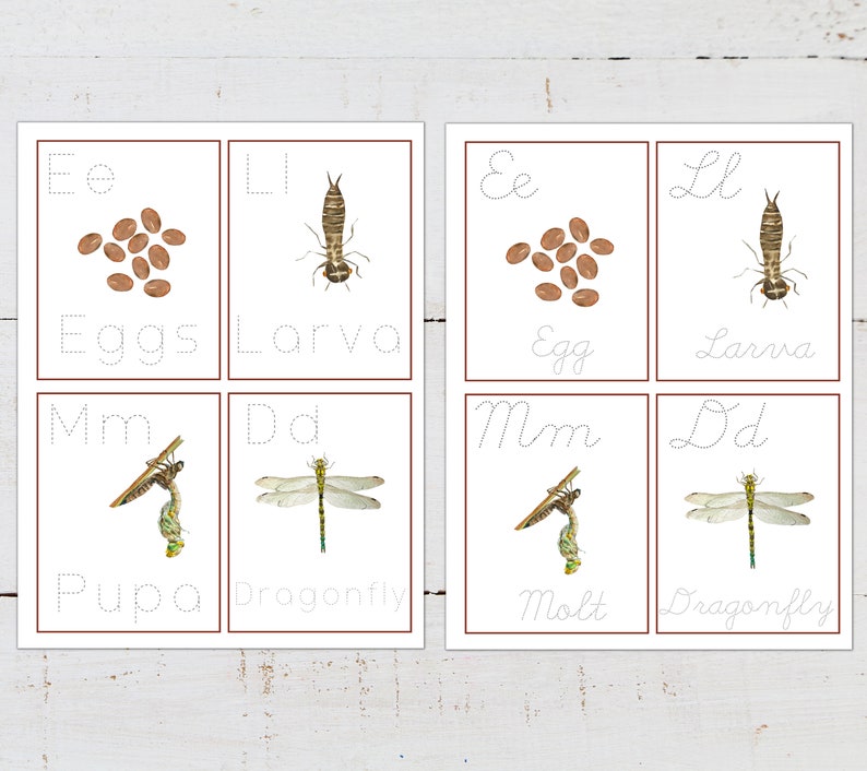 DRAGONFLY Unit Study Life Cycle Anatomy Nature Study - Etsy