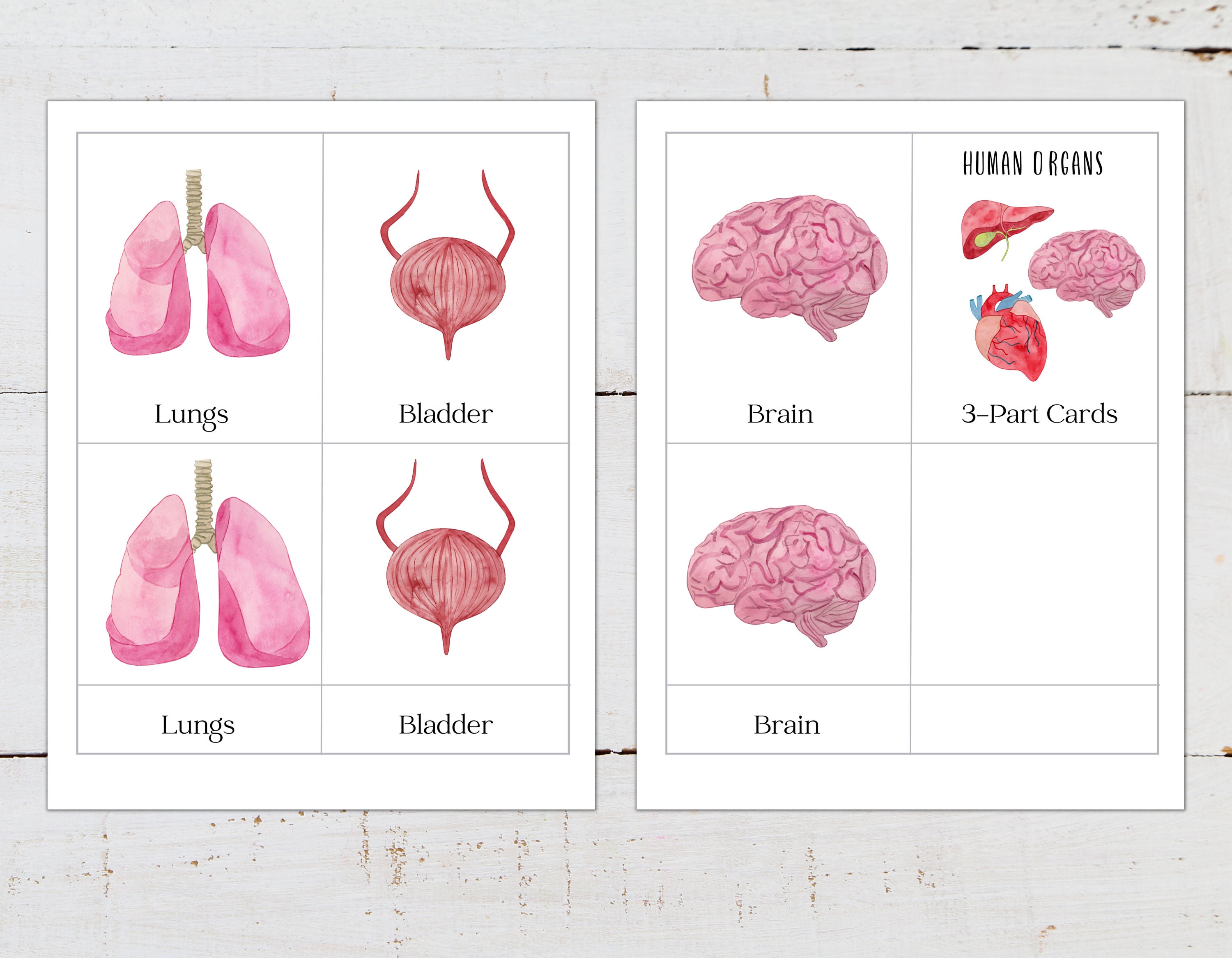 Human Organs Mini-poster + 3-part Cards, Homeschool, Montessori, Flash ...