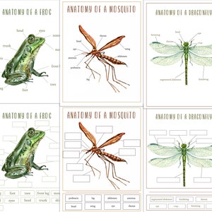 POND LIFE Unit Study, Life Cycle, Anatomy, Nature Study, Science ...