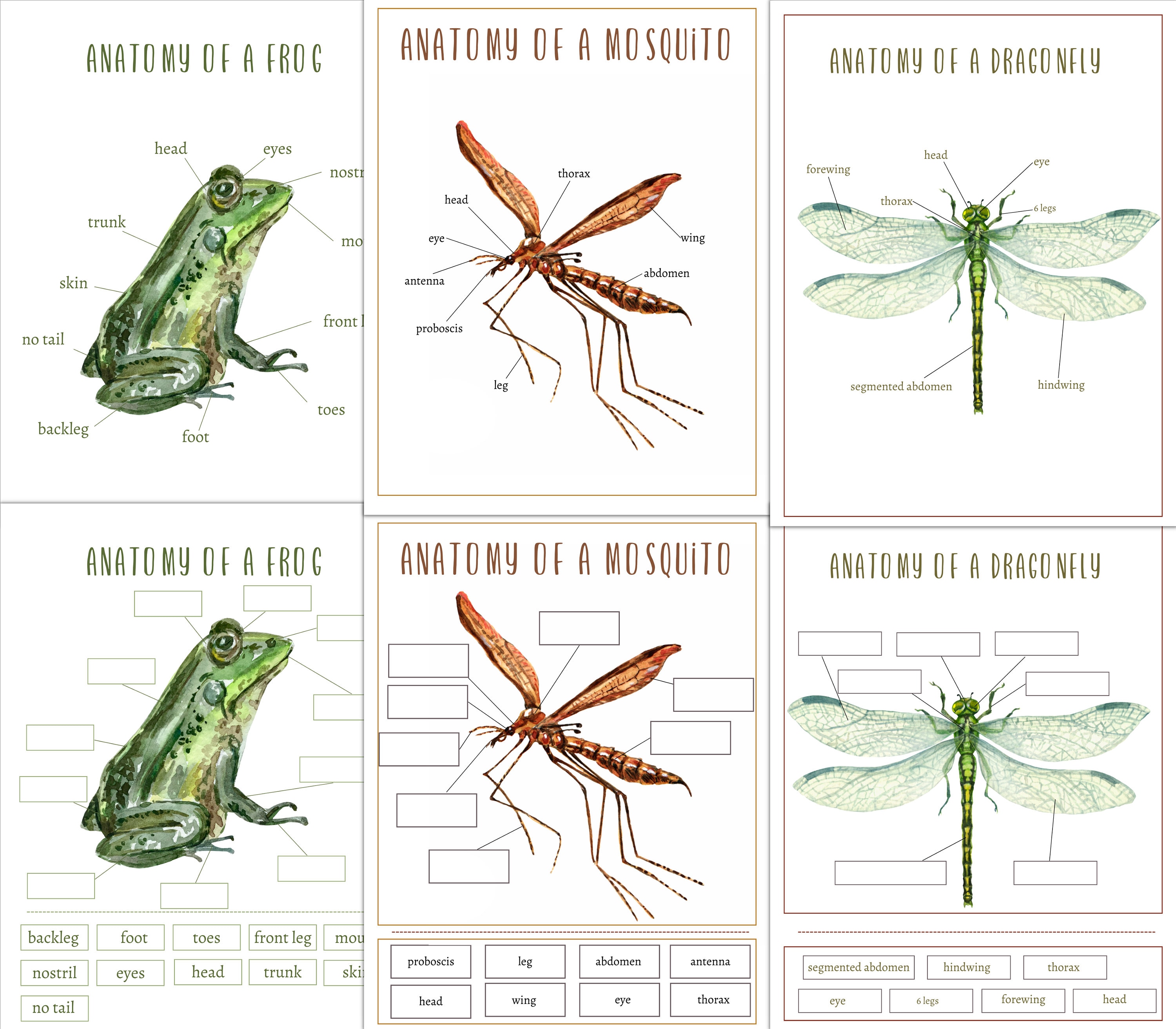 POND LIFE Unit Study Life Cycle Anatomy Nature Study - Etsy Australia