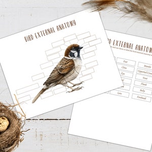 BIRD External Anatomy Poster, Labeling and Tracing Activity, Homeschool ...