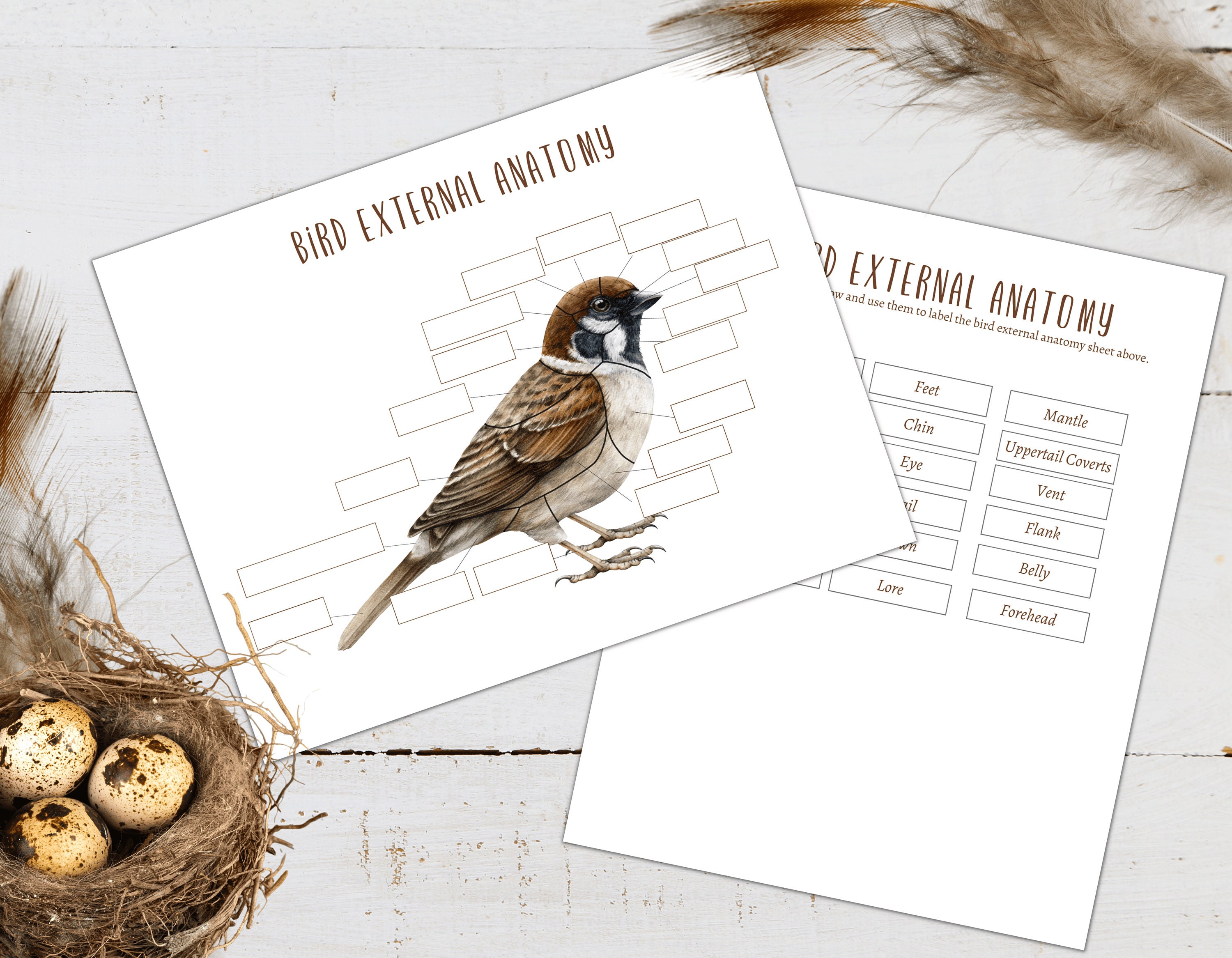 Bird External Anatomy