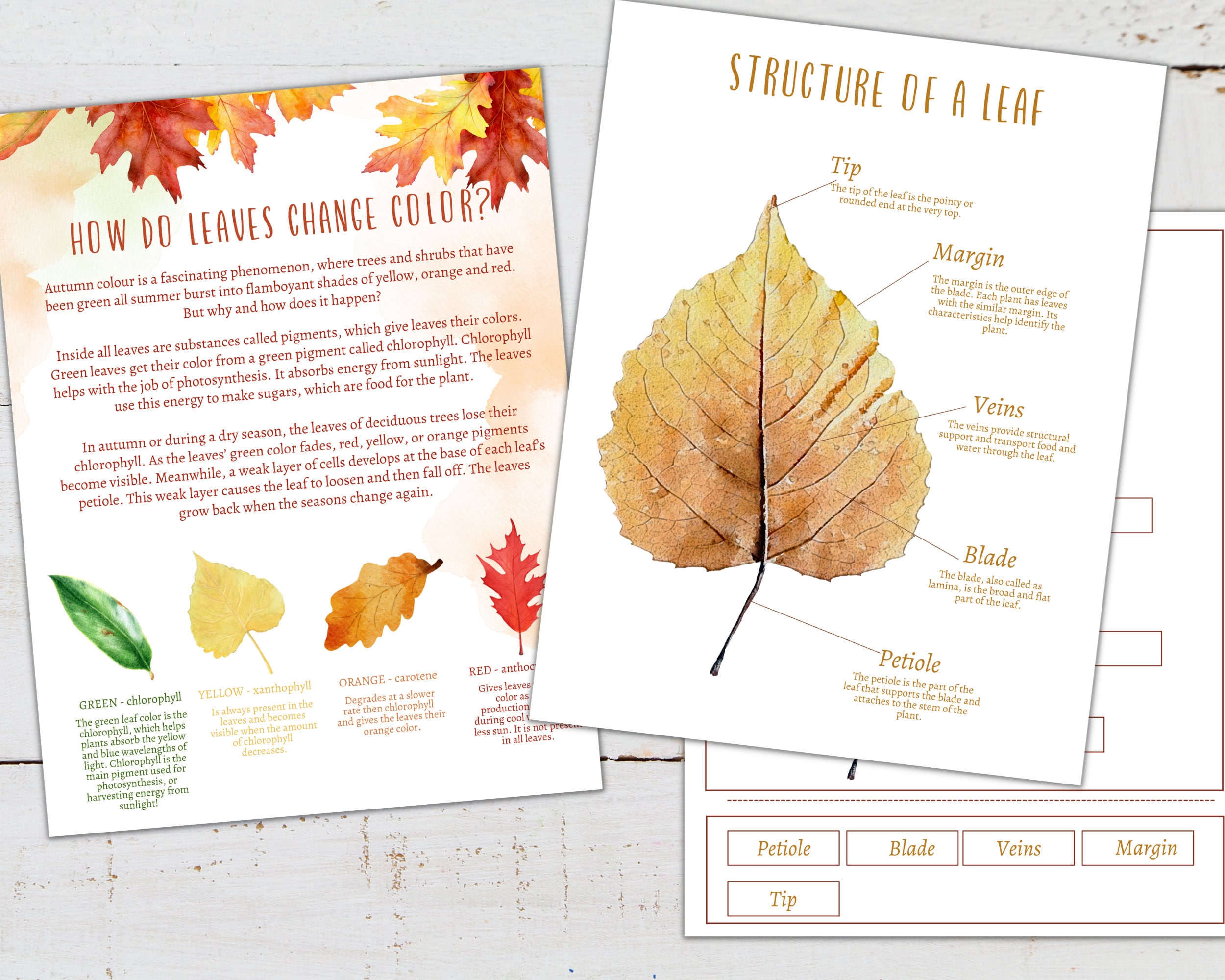 AUTUMN LEAVES Pre-k and K Activity Pack, Homeschool, Digital, Instant ...