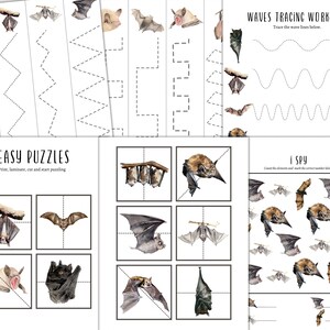 BAT Unit Study, Life Cycle, Anatomy, Nature Study, Science, Homeschool ...