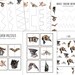 BAT Unit Study, Life Cycle, Anatomy, Nature Study, Science, Homeschool ...