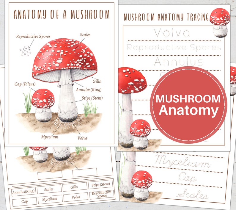 MUSHROOM Anatomy Poster, Labeling and Tracing Activity, Homeschool ...
