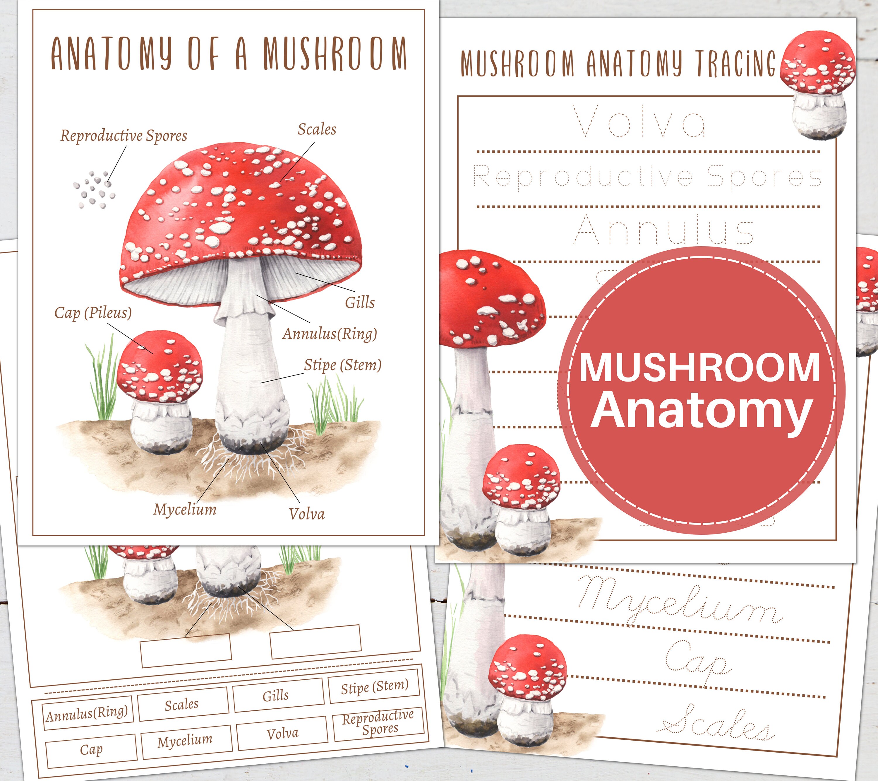 MUSHROOM Anatomy Poster, Labeling and Tracing Activity, Homeschool ...