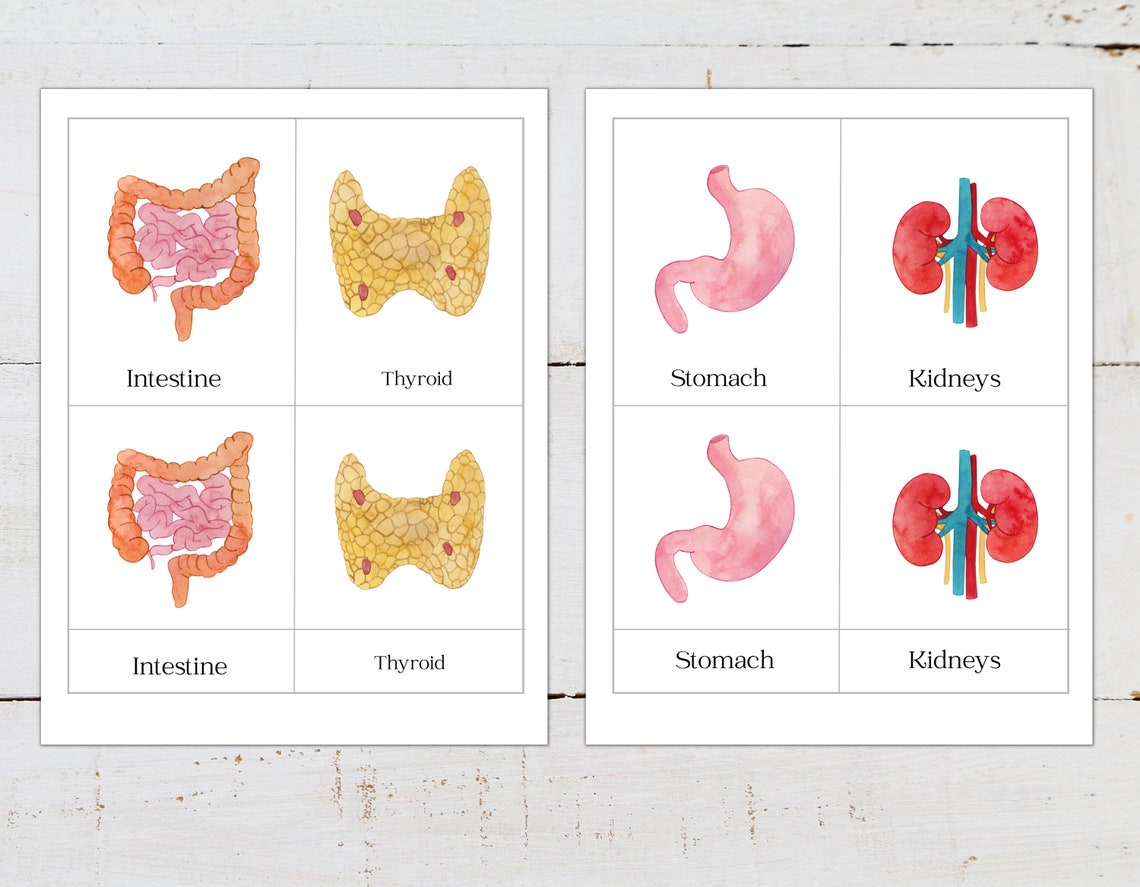 Human Organs Mini-poster + 3-part Cards, Homeschool, Montessori, Flash ...