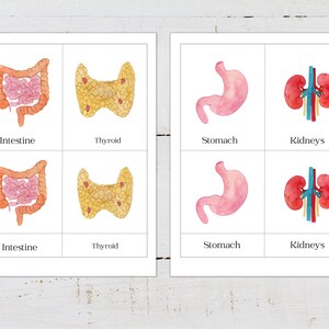 Human Organs Mini-poster + 3-part Cards, Homeschool, Montessori, Flash ...