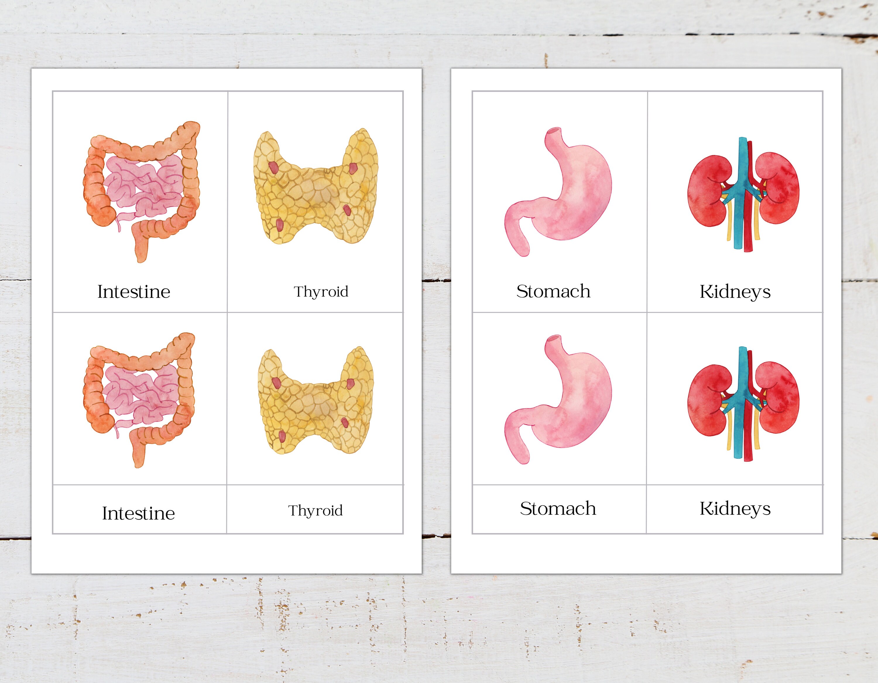 Human Organs Mini-poster + 3-part Cards, Homeschool, Montessori, Flash ...