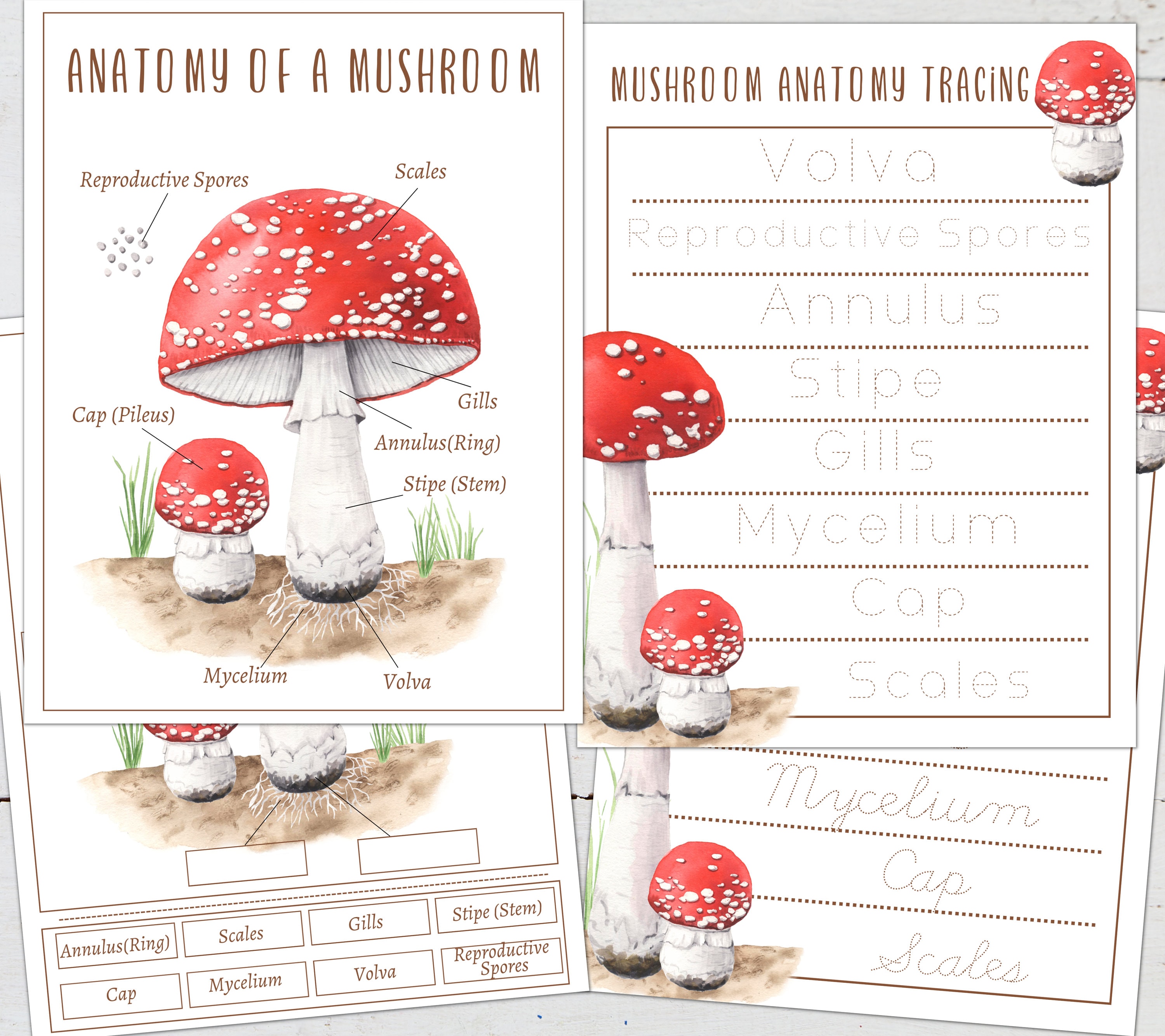 MUSHROOM Unit Study Life Cycle Anatomy Nature Study - Etsy