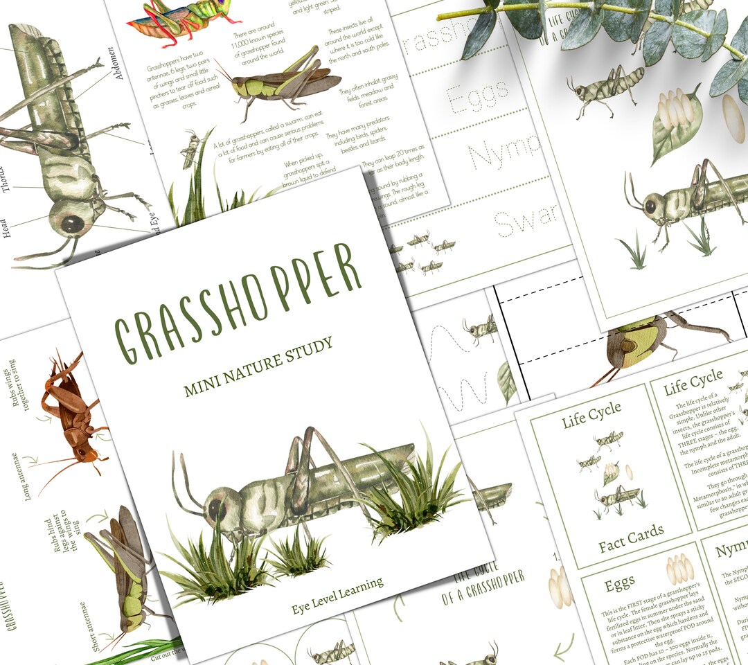 GRASSHOPPER Unit Study, Life Cycle, Anatomy, Nature Study, Science ...